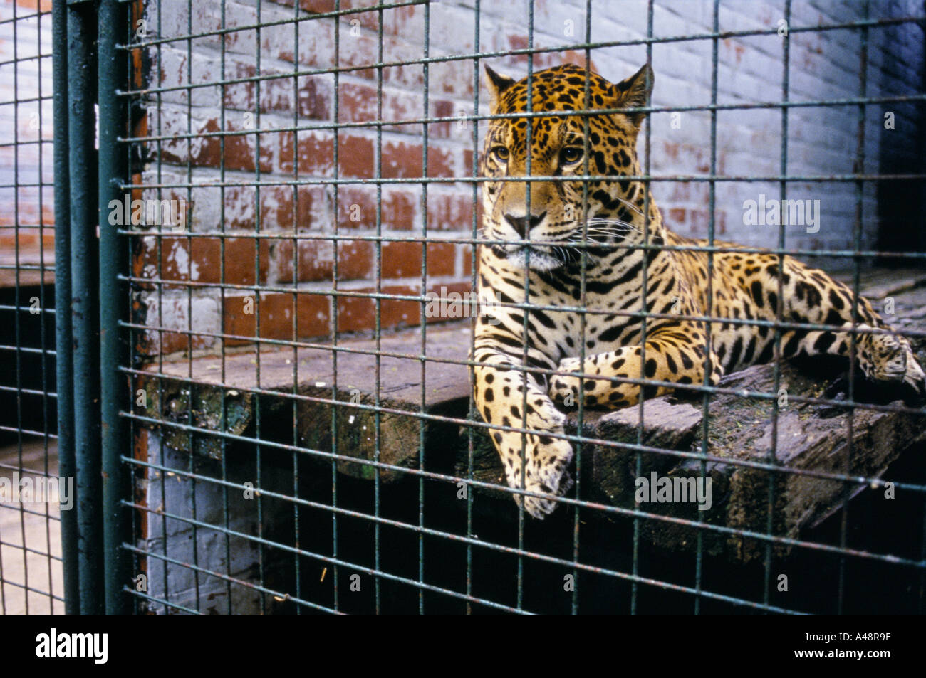 caged jaguar in limburgse zoo genk belgium Stock Photo - Alamy