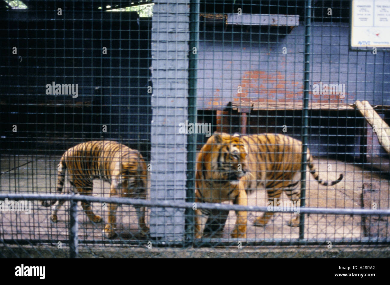 Tiger cage hi-res stock photography and images - Alamy