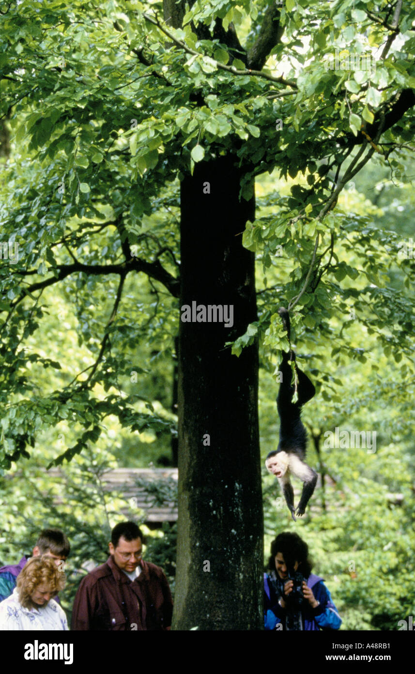 apenheul primate park holland where 35 types of monkey apes and lemurs ...