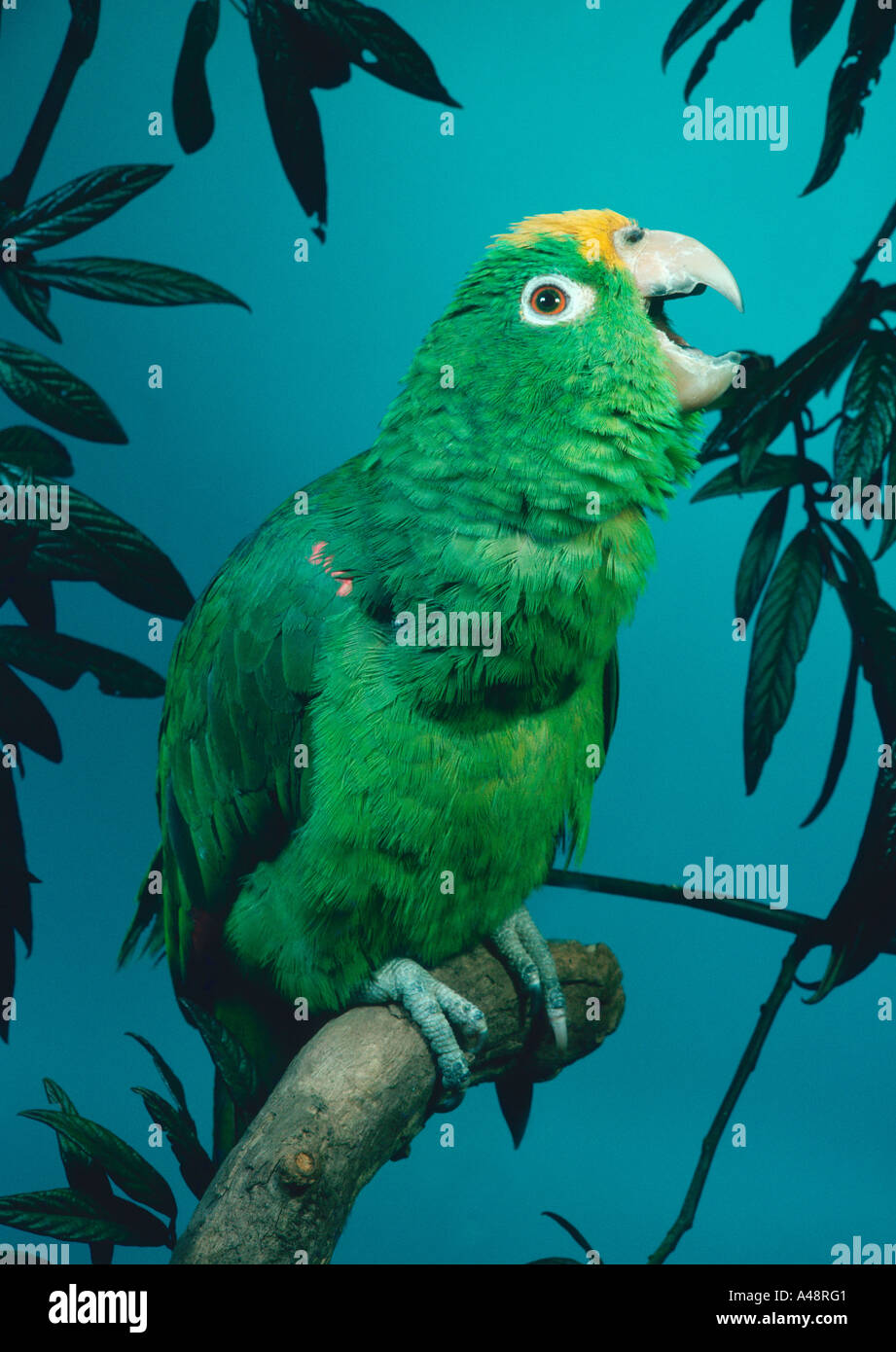 Yellow crowned parrots hi-res stock photography and images - Alamy