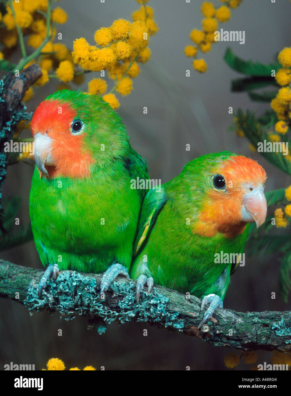 Red faced lovebirds hi-res stock photography and images - Alamy