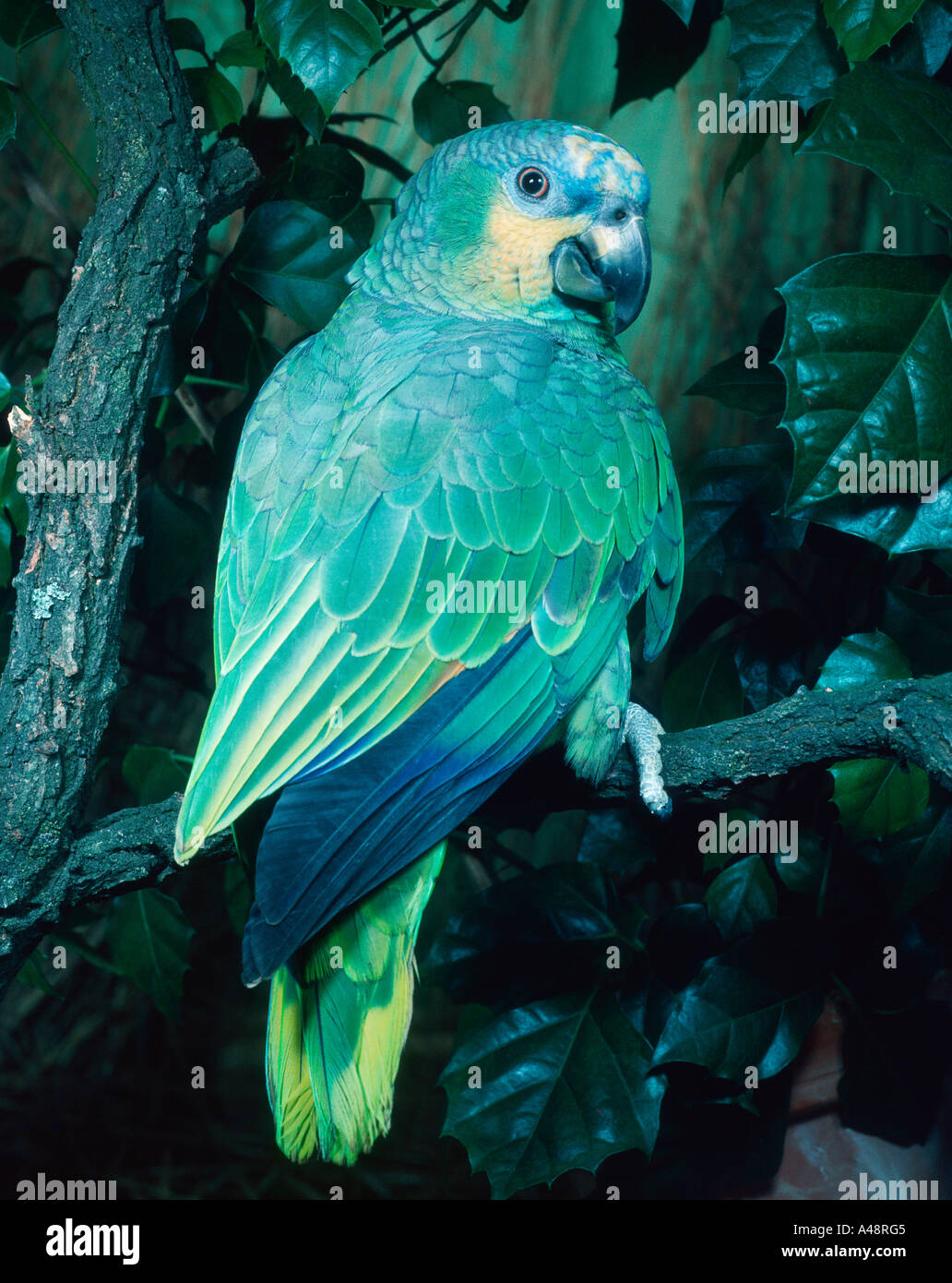 St. Lucia Parro Stock Photo - Alamy