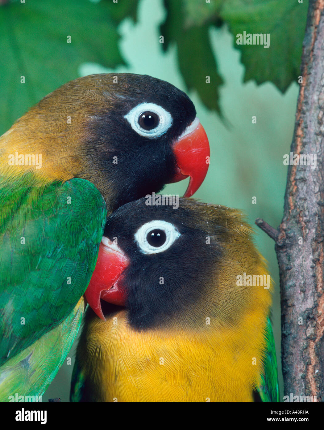 Masked lovebird hi-res stock photography and images - Alamy