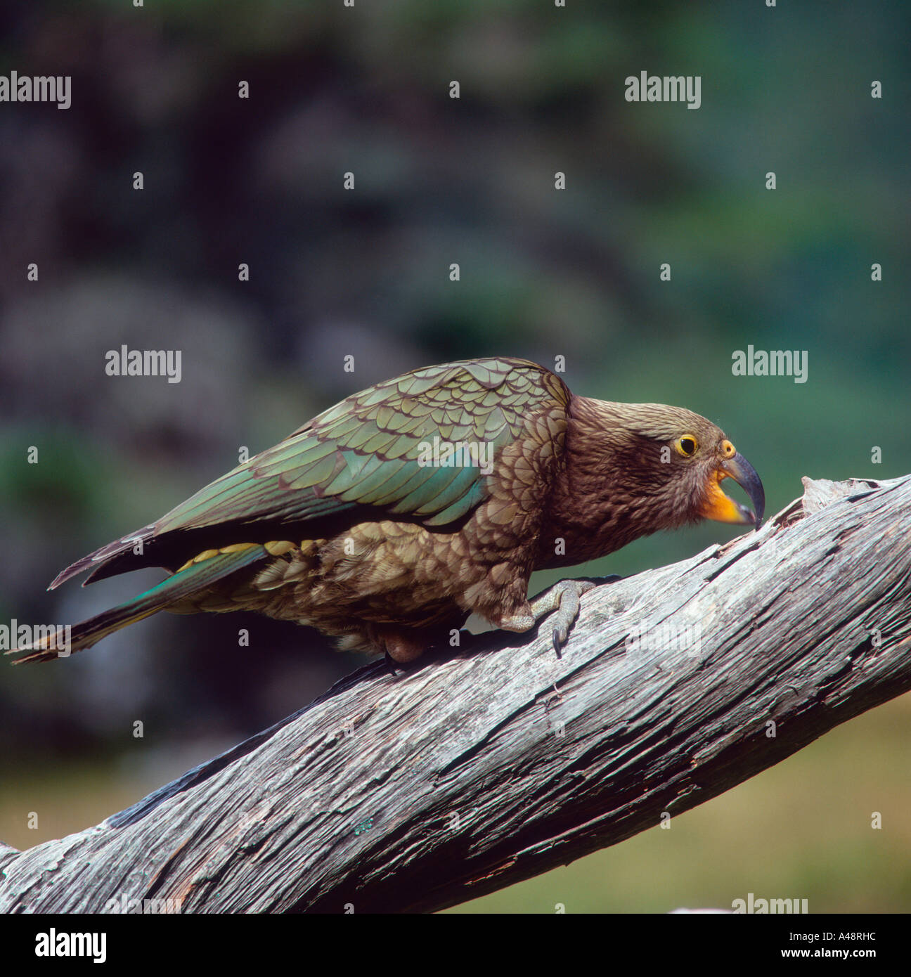 Kea hi-res stock photography and images - Alamy