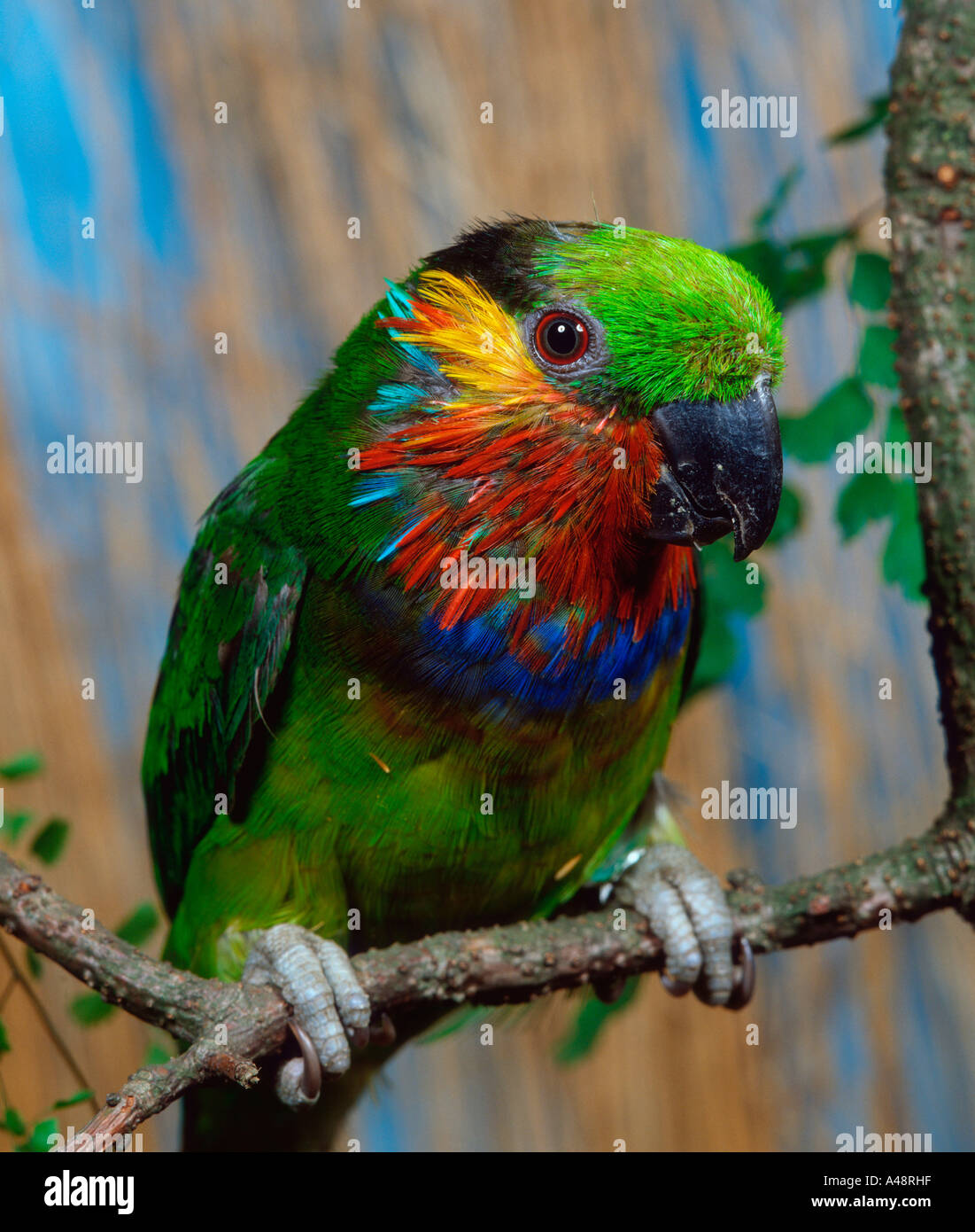 Edward's Fig Parrot Stock Photo - Alamy