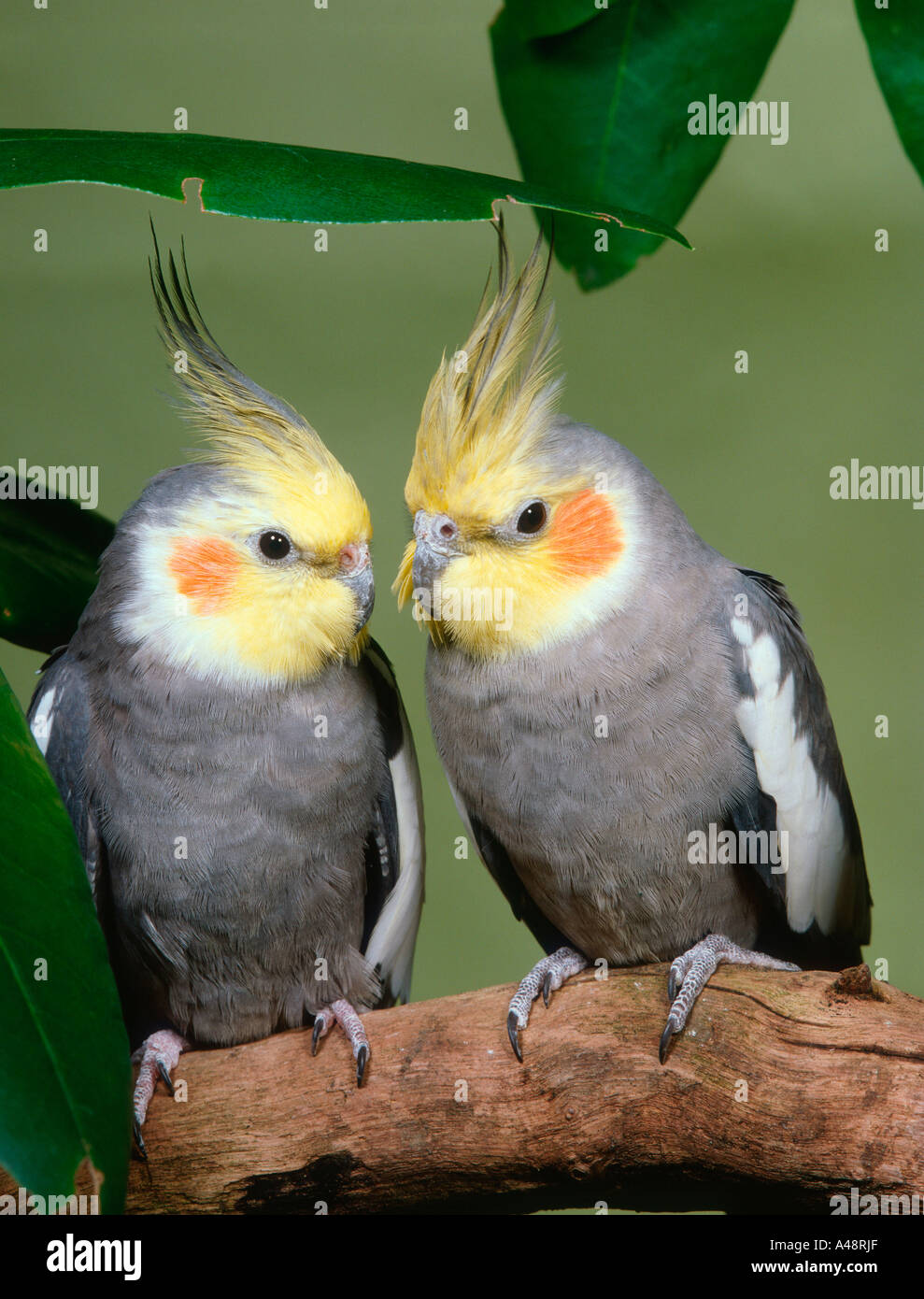Two cockatiels hi-res stock photography and images - Alamy