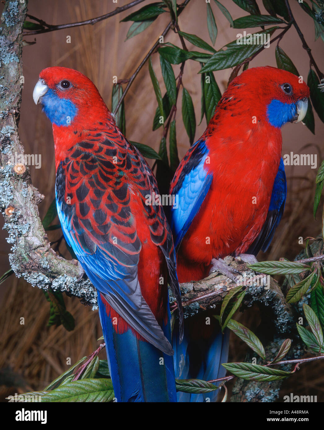 Crimson Rosella / Pennant's Rosella Stock Photo - Alamy