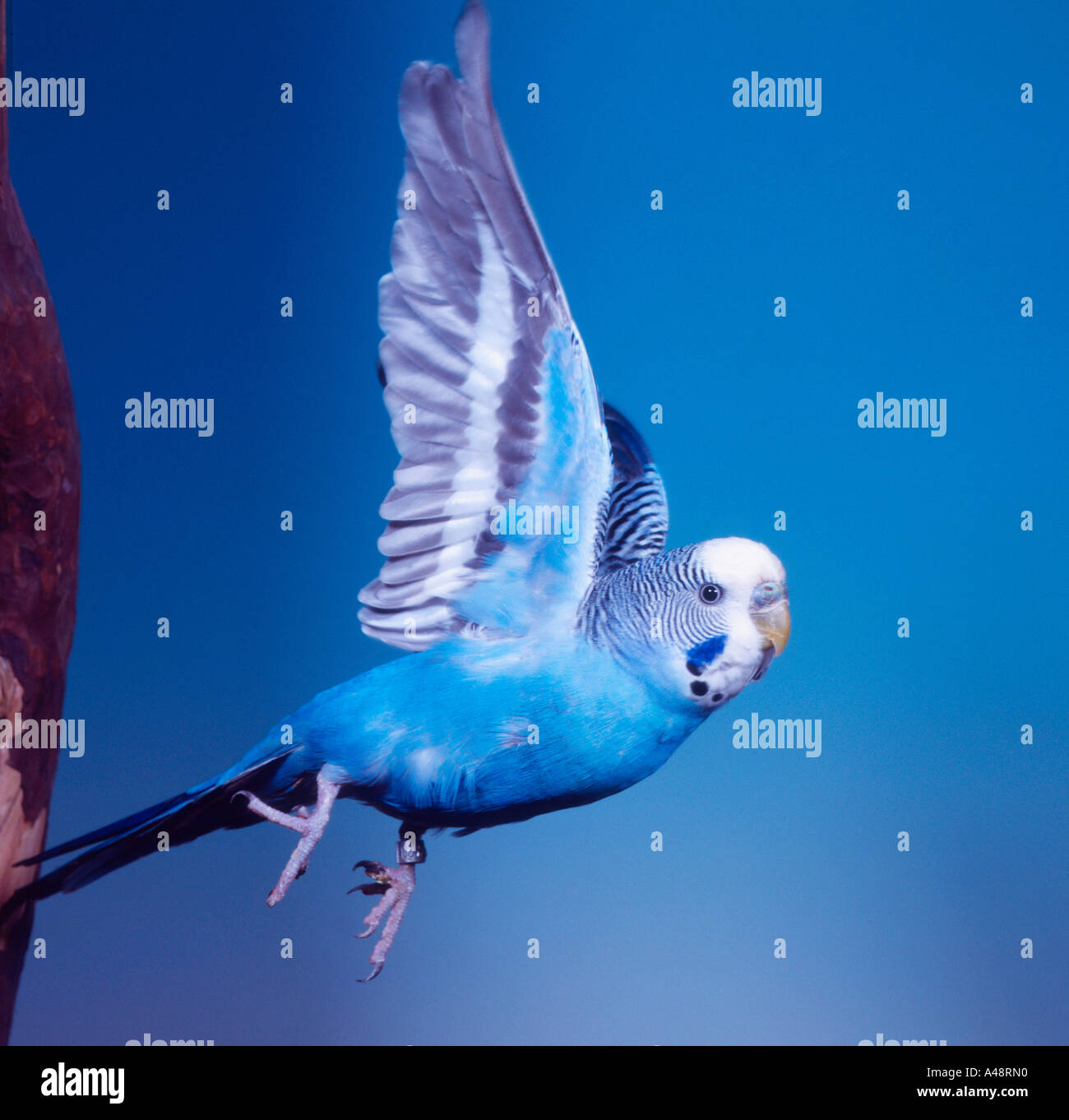 Budgerigar flying hi-res stock photography and images - Alamy