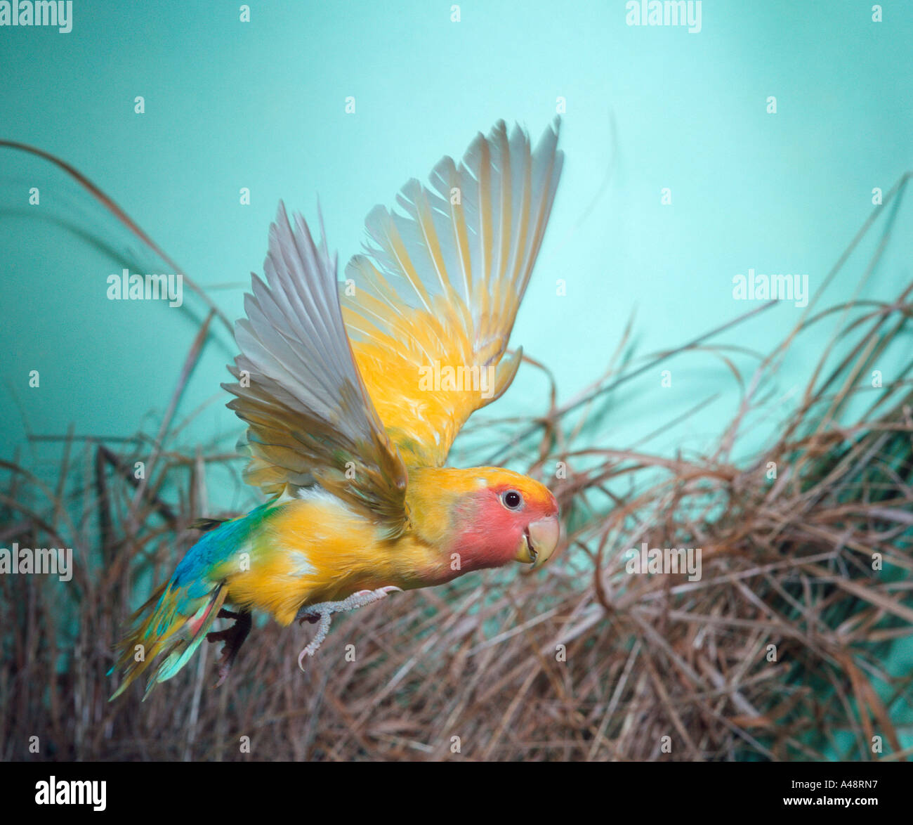 Peach faced hi-res stock photography and images - Alamy