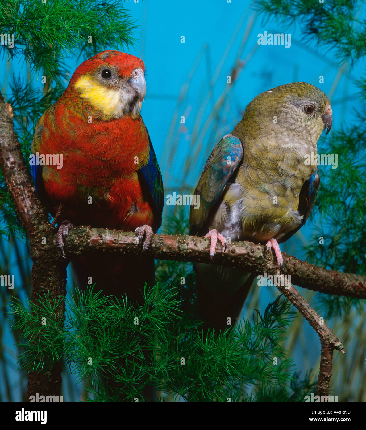 Parrakeet hi-res stock photography and images - Alamy