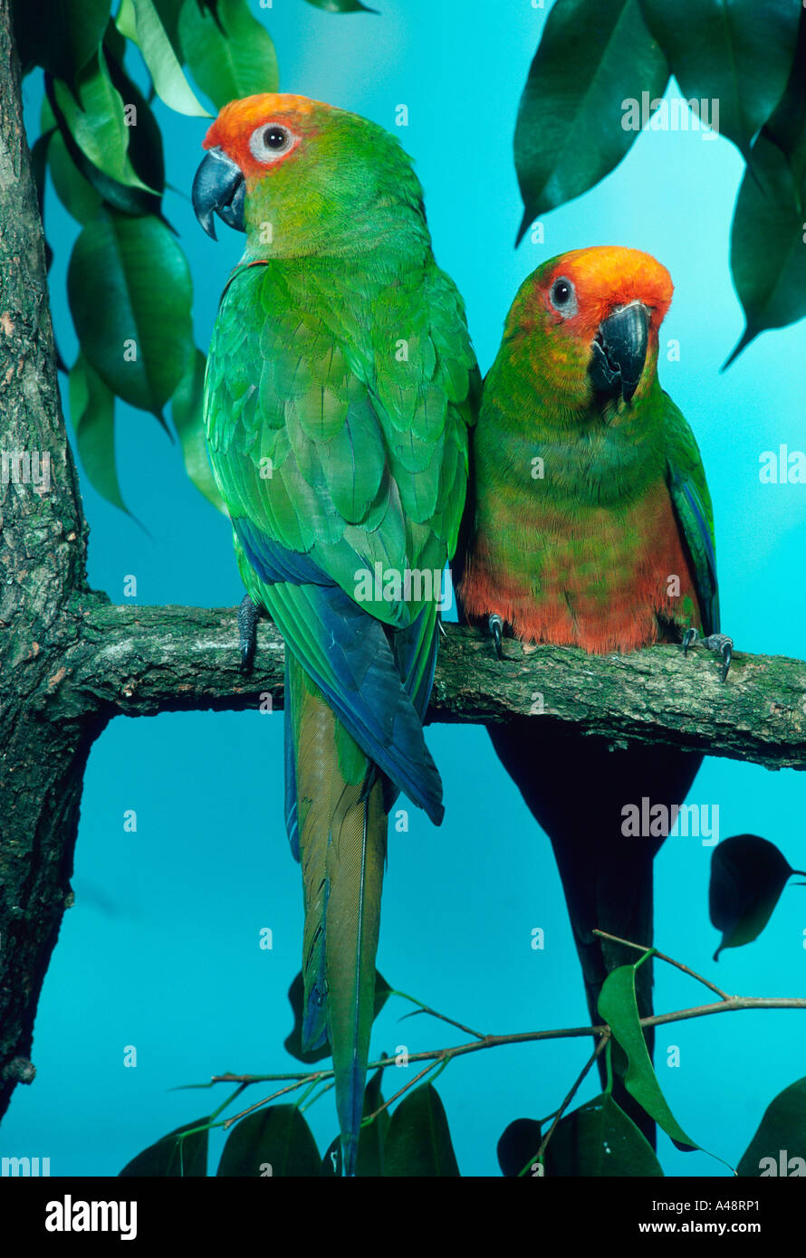 Golden-headed Conure / Golden-capped Conure Stock Photo - Alamy