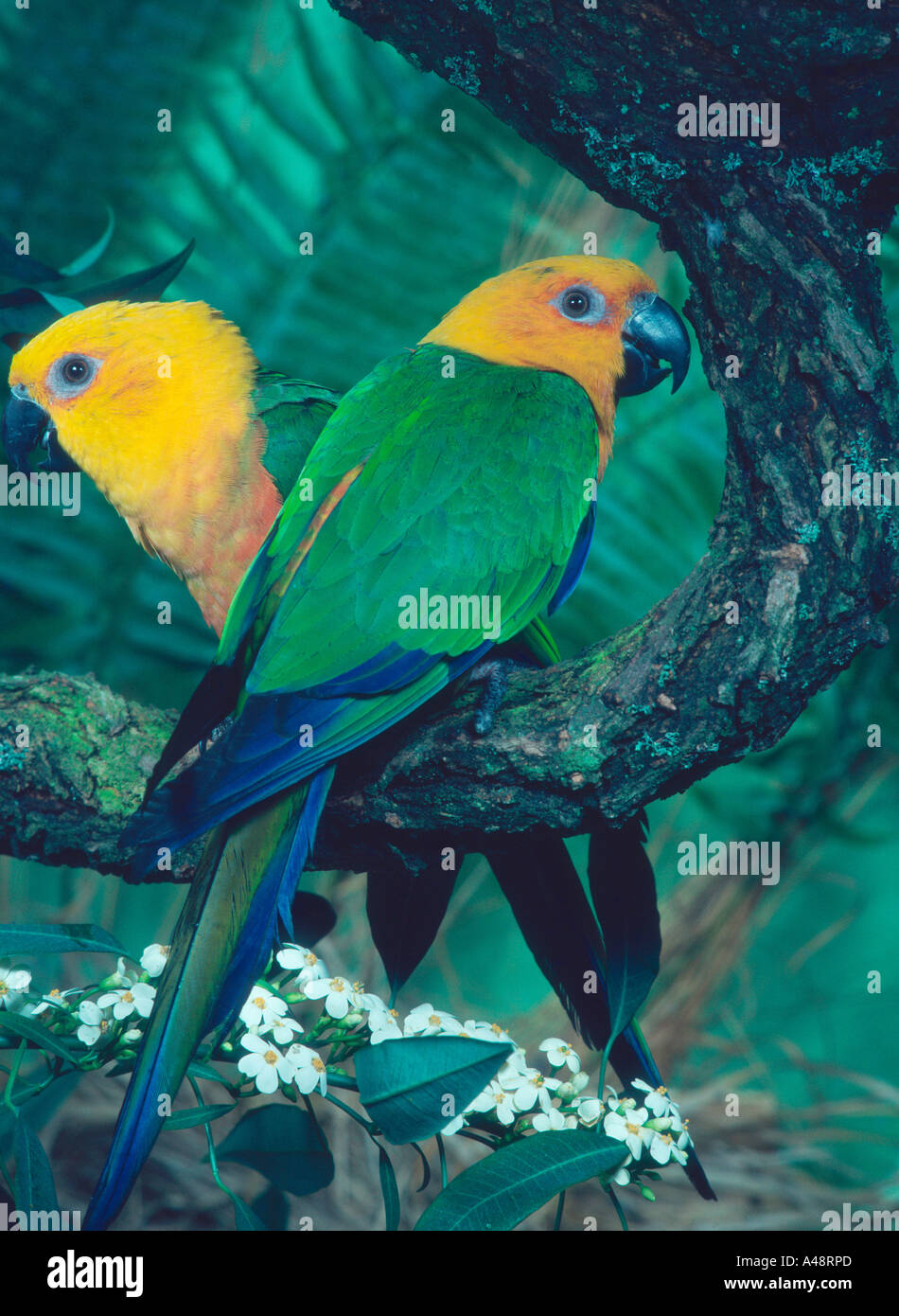 Jendaya Conure / Yellow-headed Conure Stock Photo - Alamy