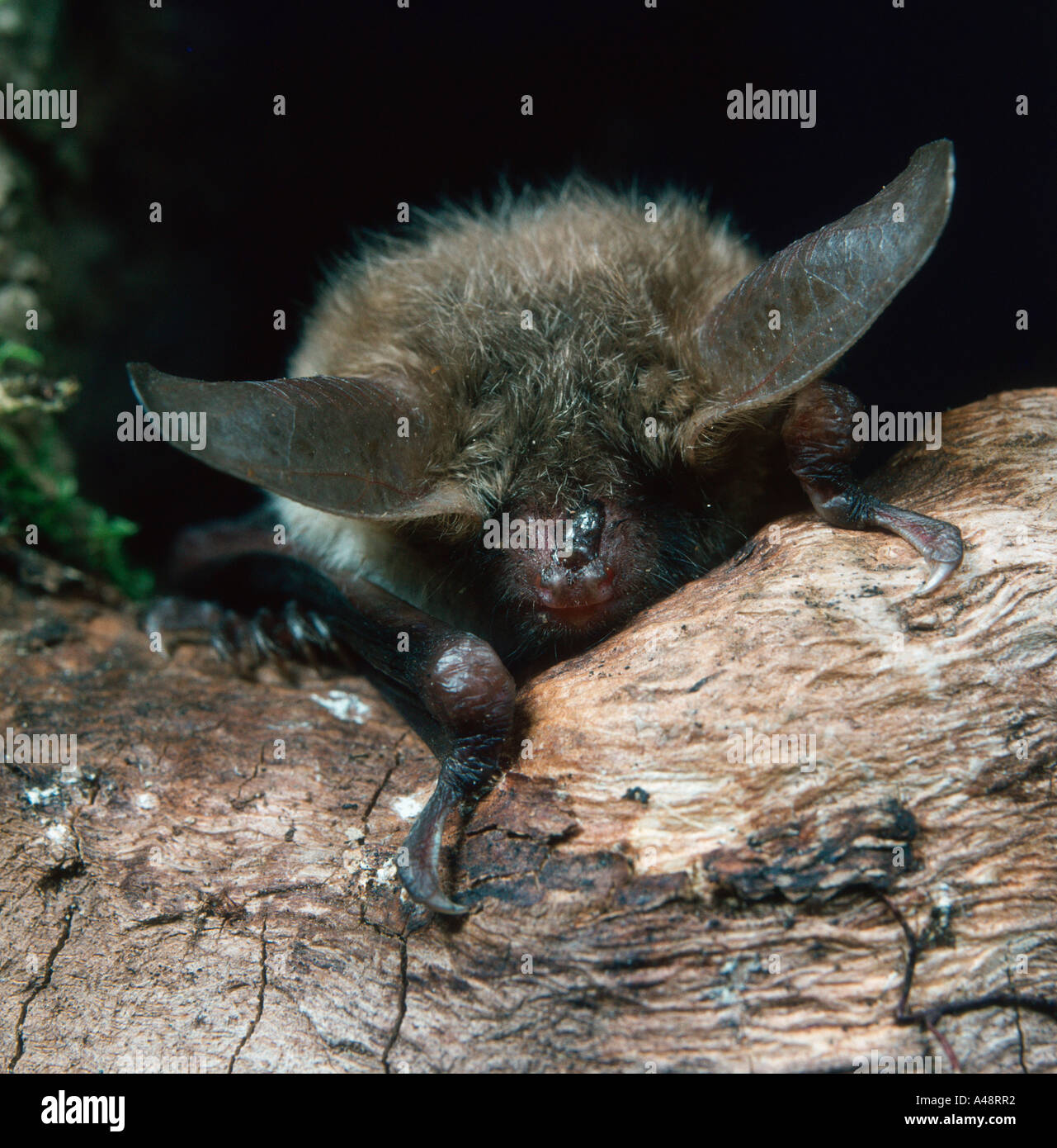 Bechsteins Bat Myotis Bechsteinii High Resolution Stock Photography and ...