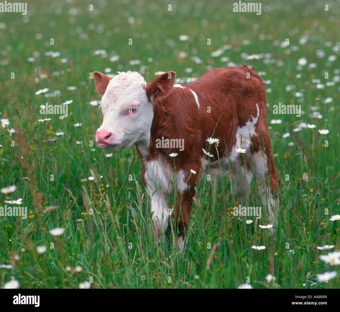 Hinterwalder hi-res stock photography and images - Alamy