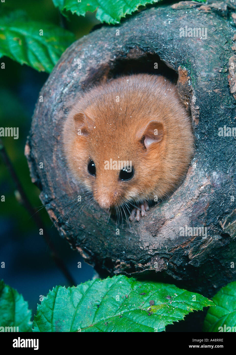 Common dormouse hazel dormouse hi-res stock photography and images - Alamy