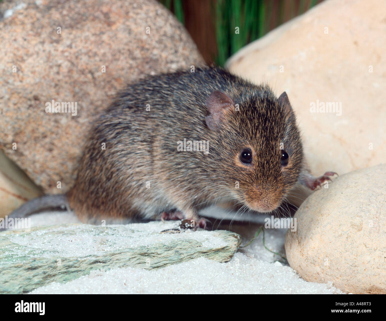 Bamboo rat hi-res stock photography and images - Alamy