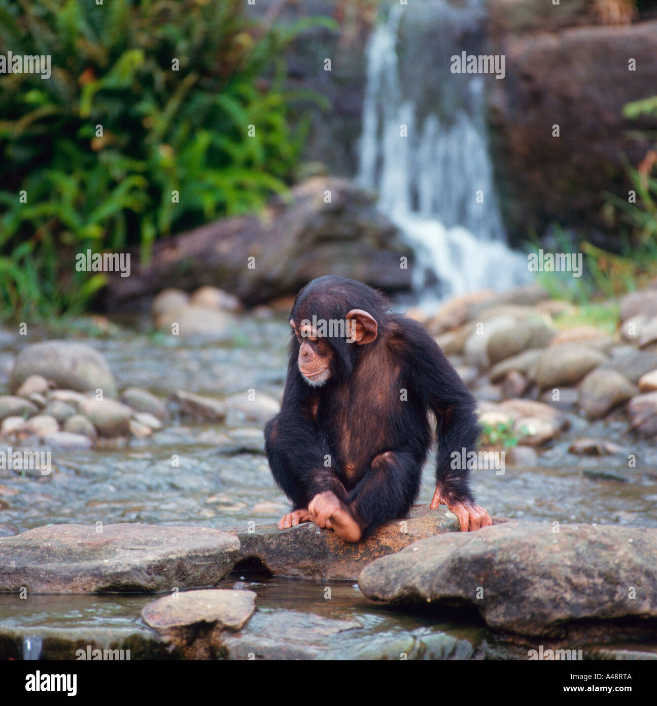 Chimpanzee / Chimpy Stock Photo - Alamy