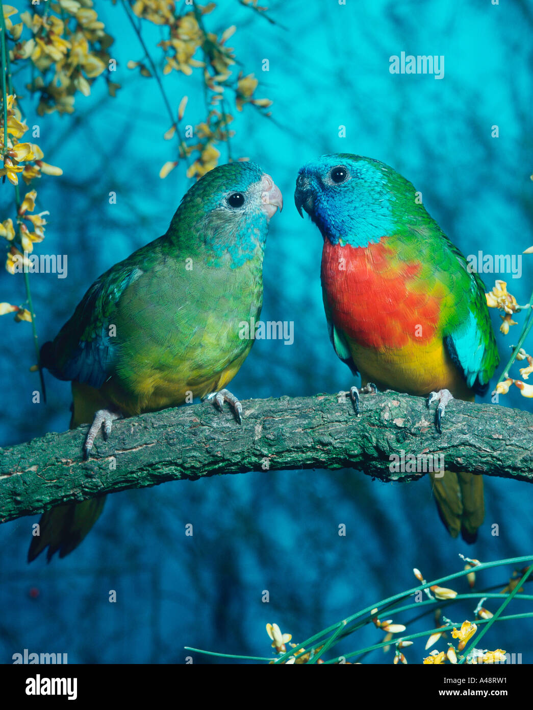 Scarlet-chested Parrot / Splendid Parrakeet Stock Photo - Alamy