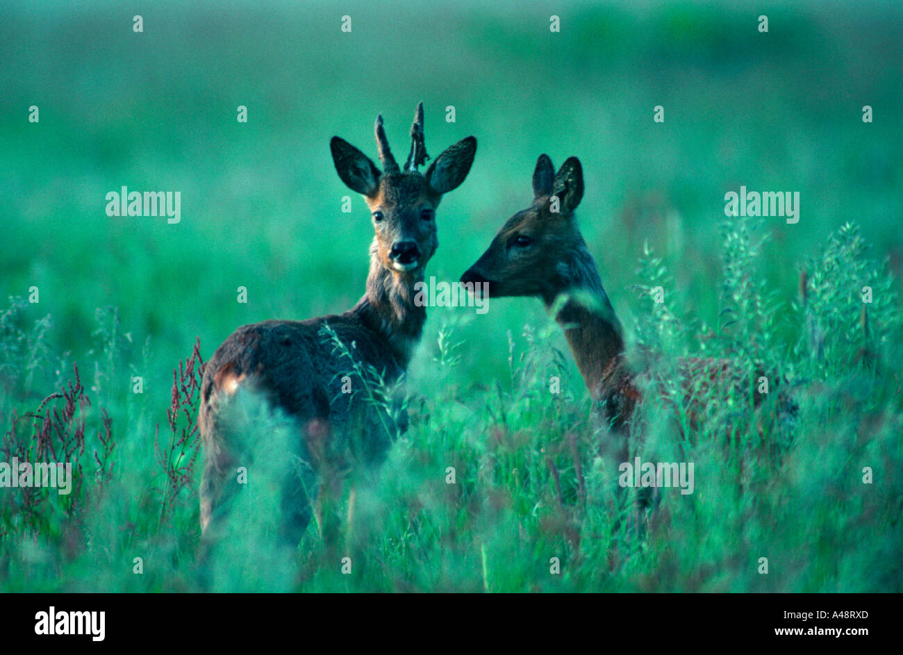 Roe Deer / Reh Stock Photo - Alamy