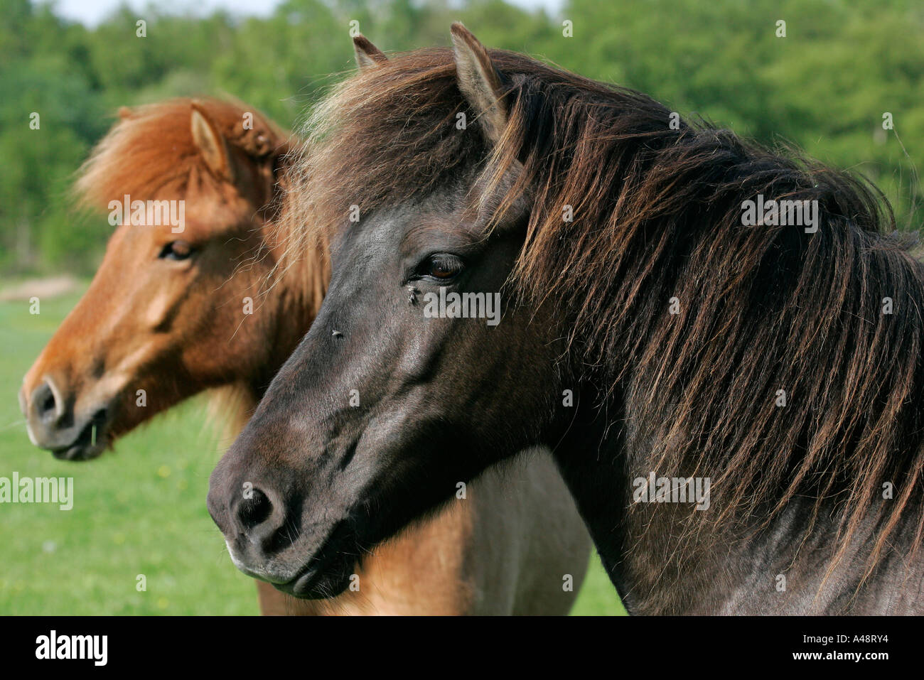 Islandpony hi-res stock photography and images - Alamy