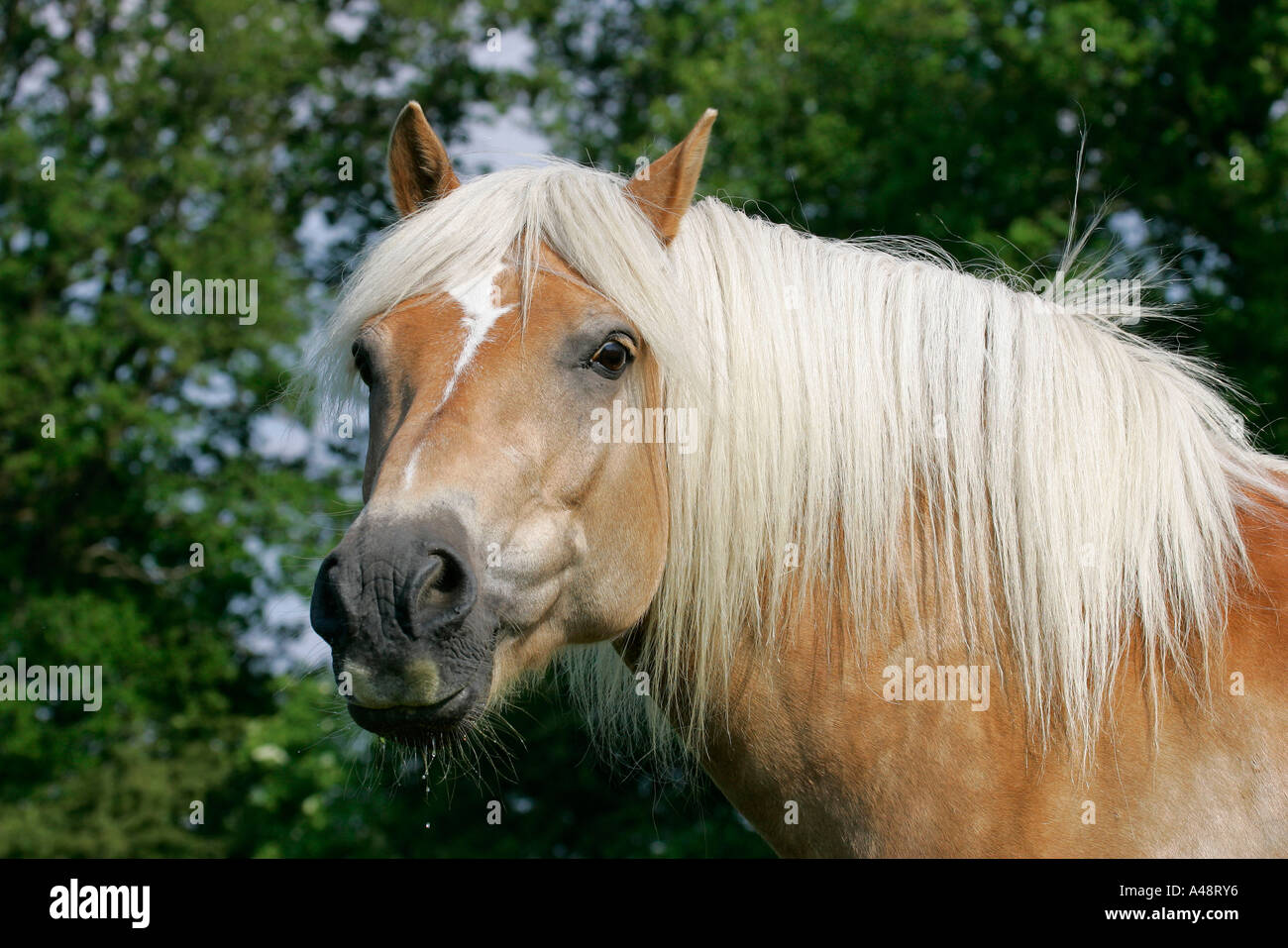 Single haflinger hi-res stock photography and images - Alamy