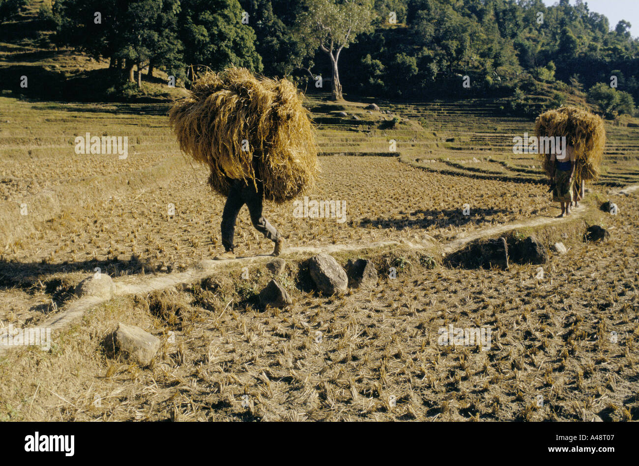 Gurkha farmers carrying the corn harvest to the barn nepal 1988 Stock ...