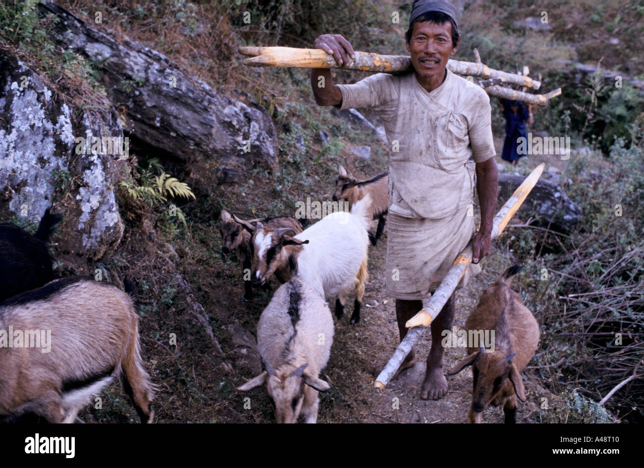 man carrying timber stakes with his flock of goats himalayas nepal 1988 ...