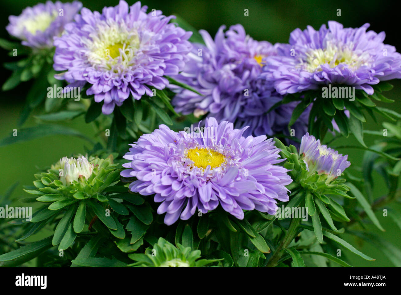 China aster hi-res stock photography and images - Alamy