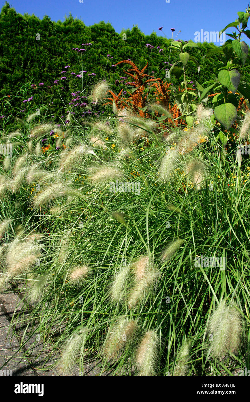 Feathertop fountain grass hi-res stock photography and images - Alamy