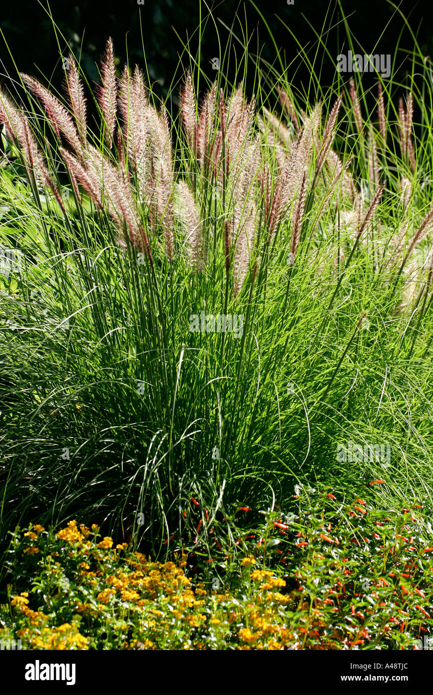 Upright grass plants hi-res stock photography and images - Alamy