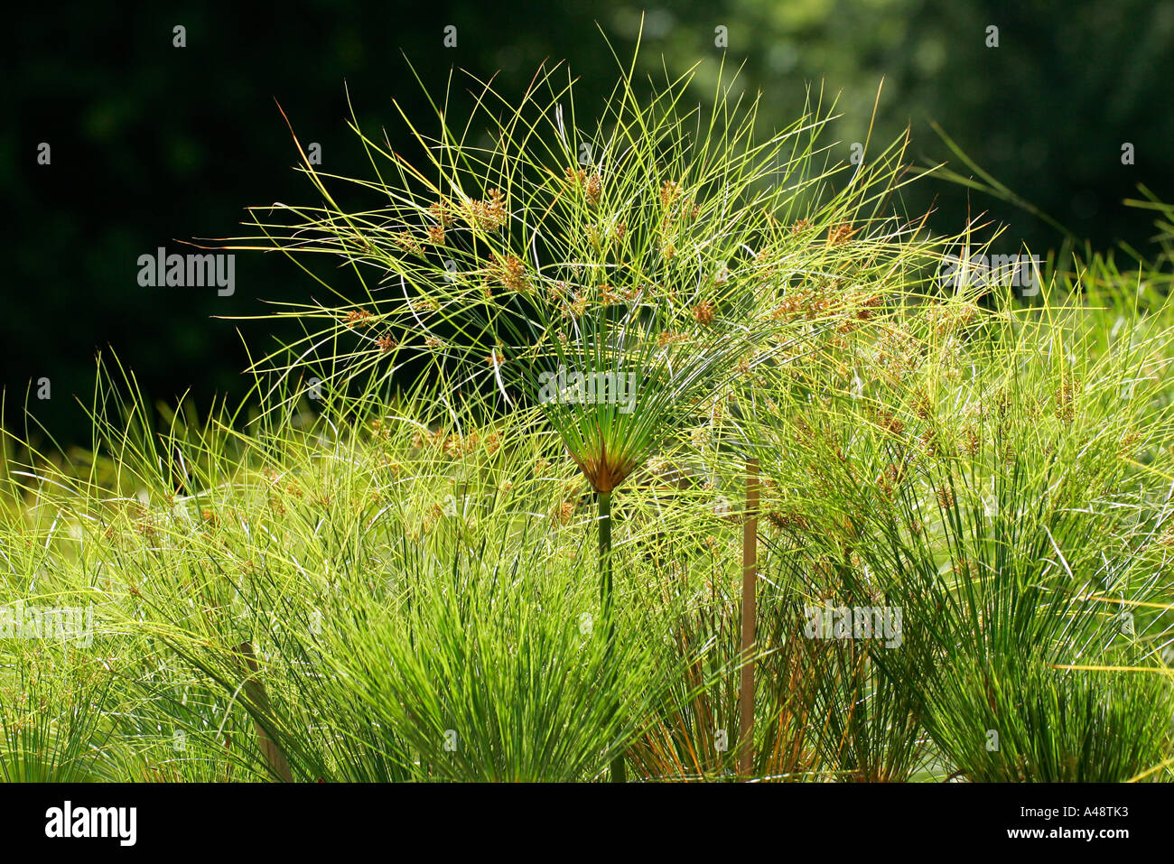 Papyrus hi-res stock photography and images - Alamy