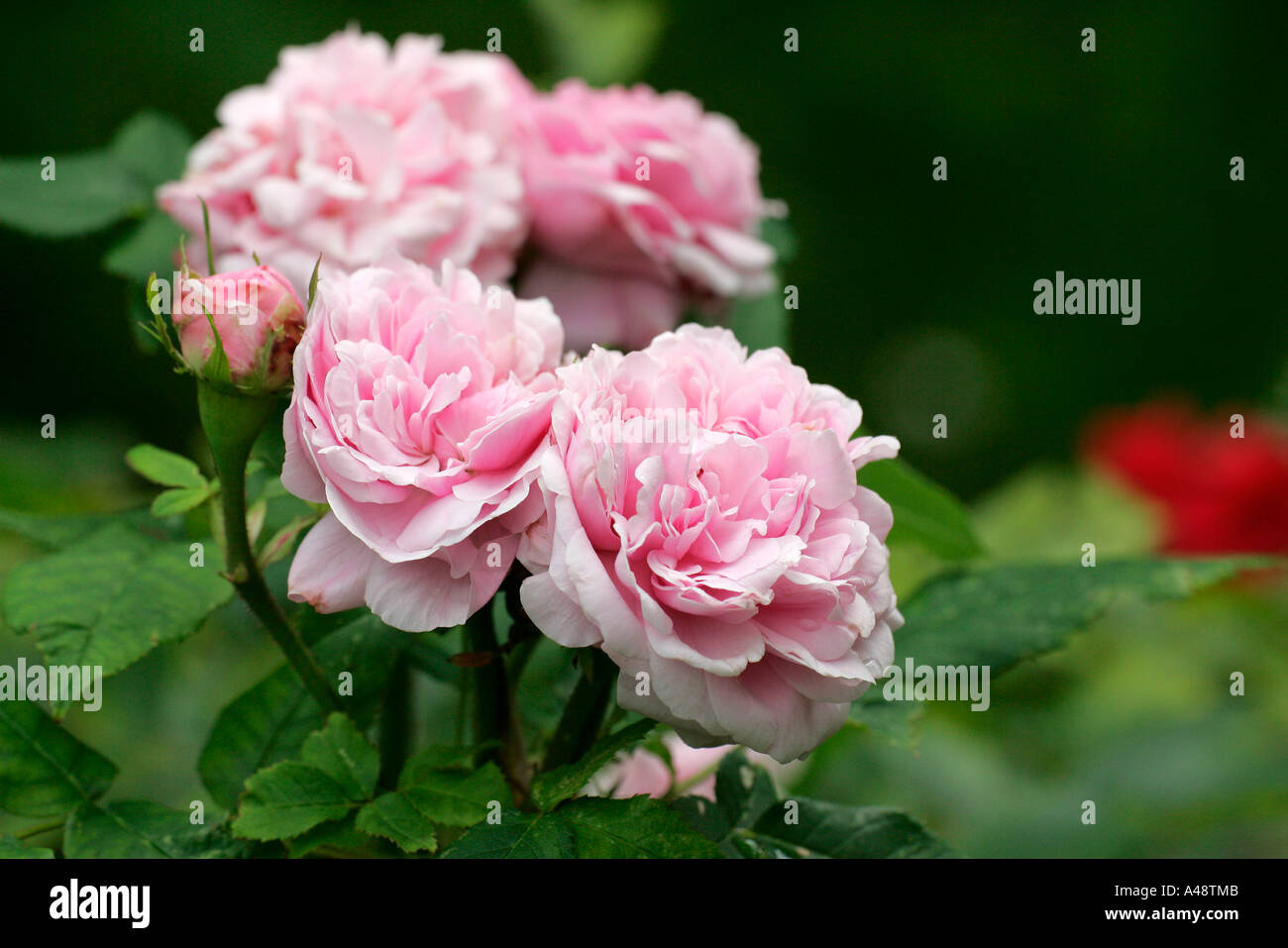 Portland rose hi-res stock photography and images - Alamy
