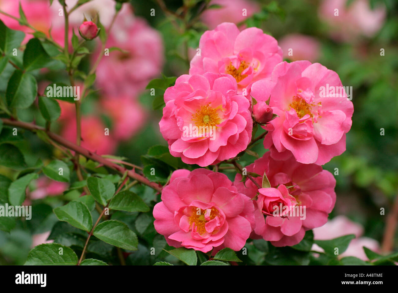 Ornamental rose rosa spec hi-res stock photography and images - Alamy