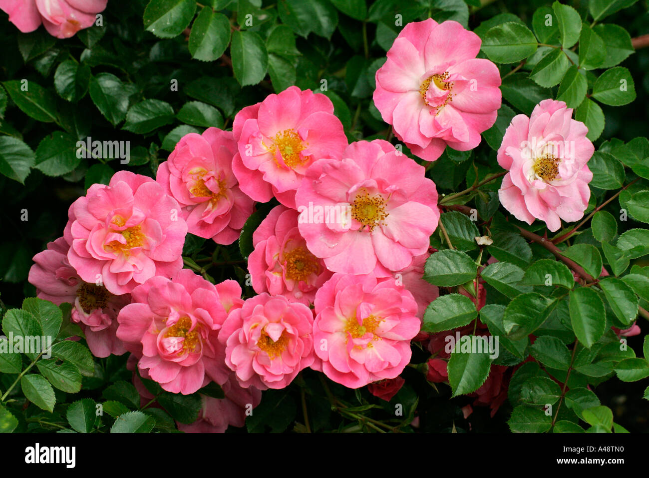 Marondo hi-res stock photography and images - Alamy