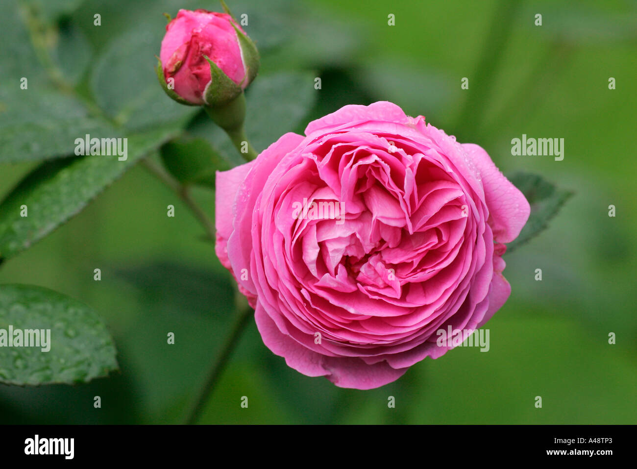 Bourbon rose hi-res stock photography and images - Alamy