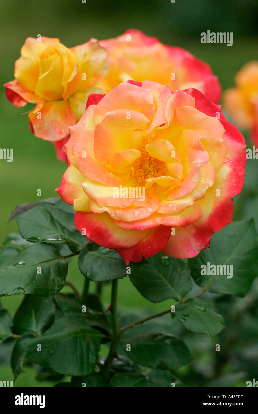 Rose rosa spec rose garden hi-res stock photography and images - Alamy