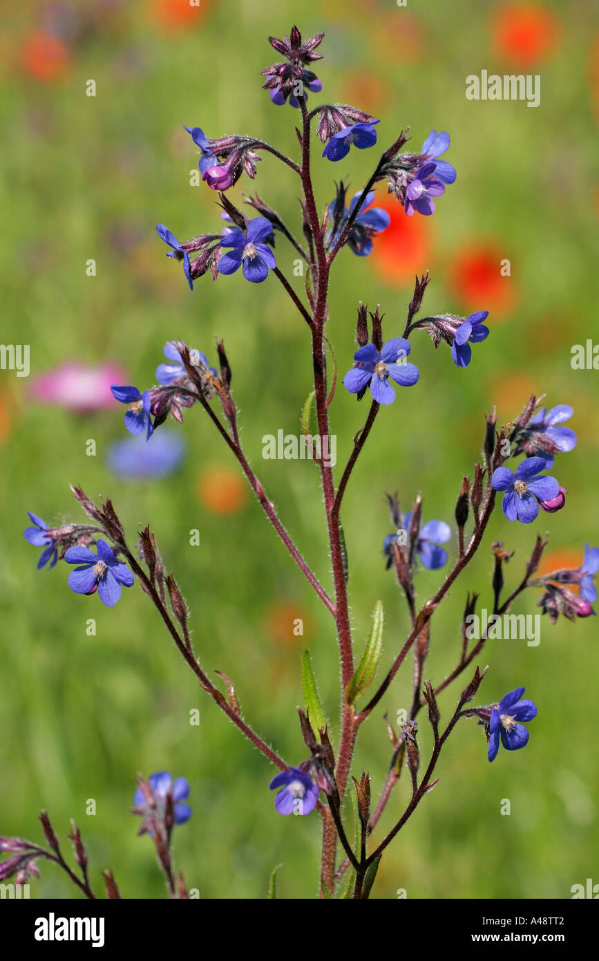 Alkanet azurea hi-res stock photography and images - Alamy