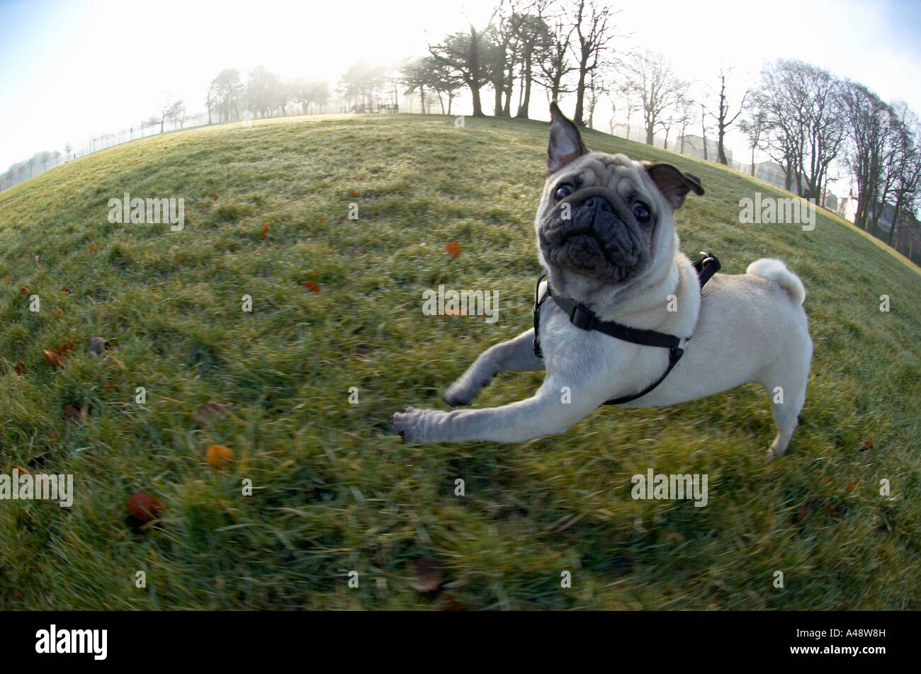Fawn pug dog running on Moor Park Preston, Lancashire Stock Photo - Alamy