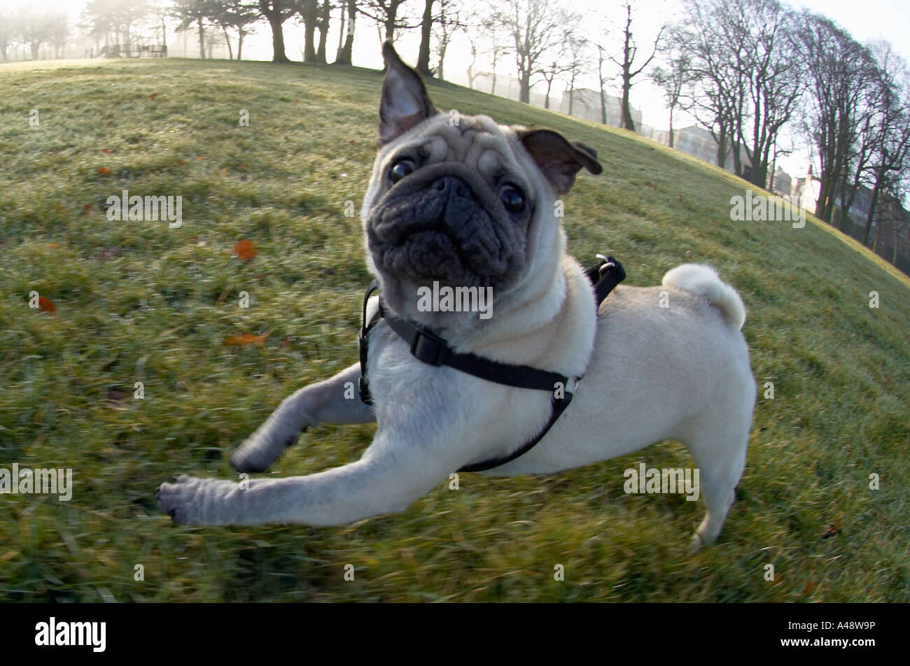 Fawn pug dog running on Moor Park Preston, Lancashire Stock Photo - Alamy