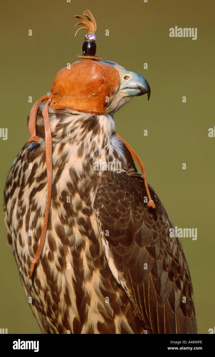 Falcon hood hi-res stock photography and images - Alamy