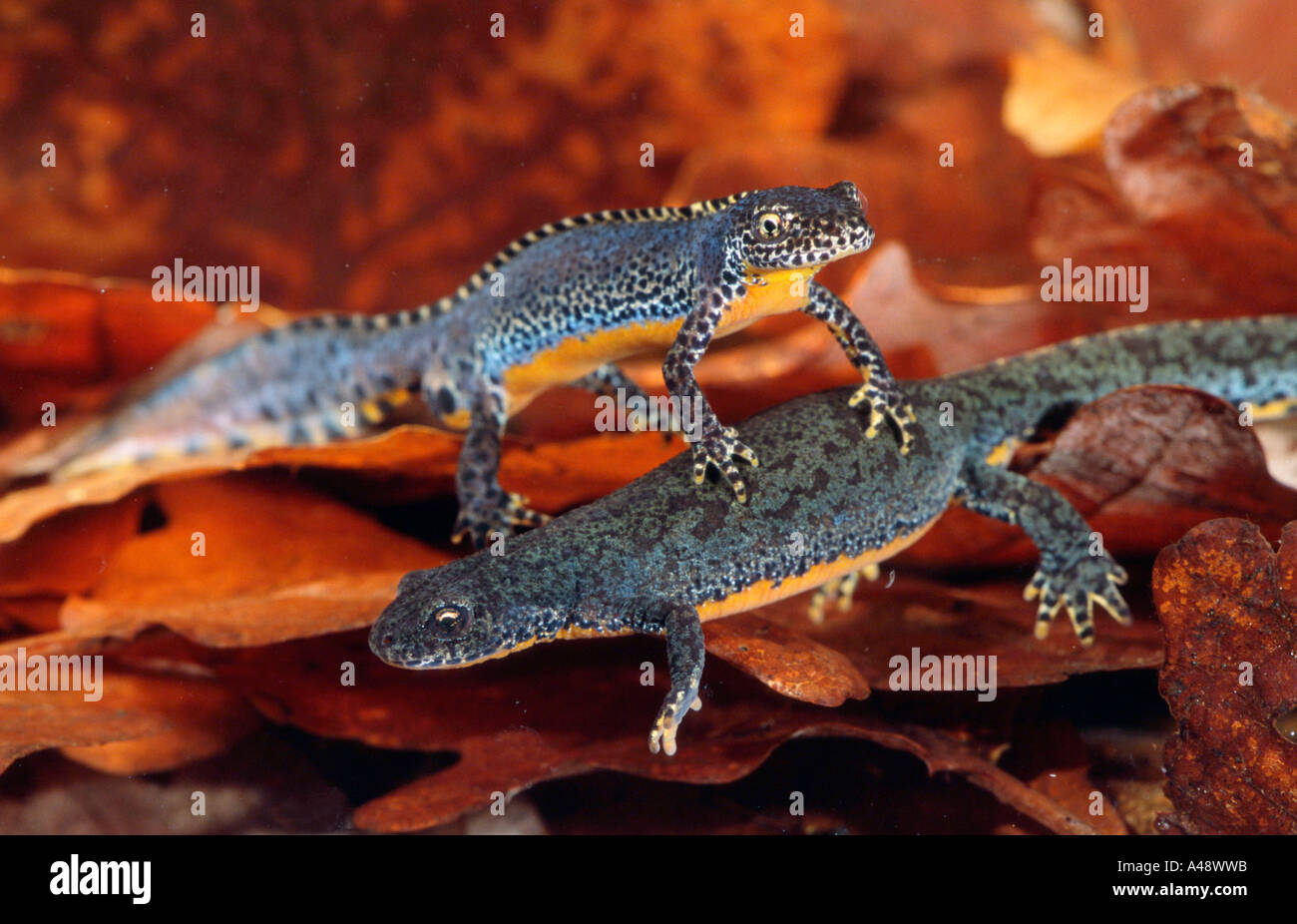 Alpine newts pair hi-res stock photography and images - Alamy