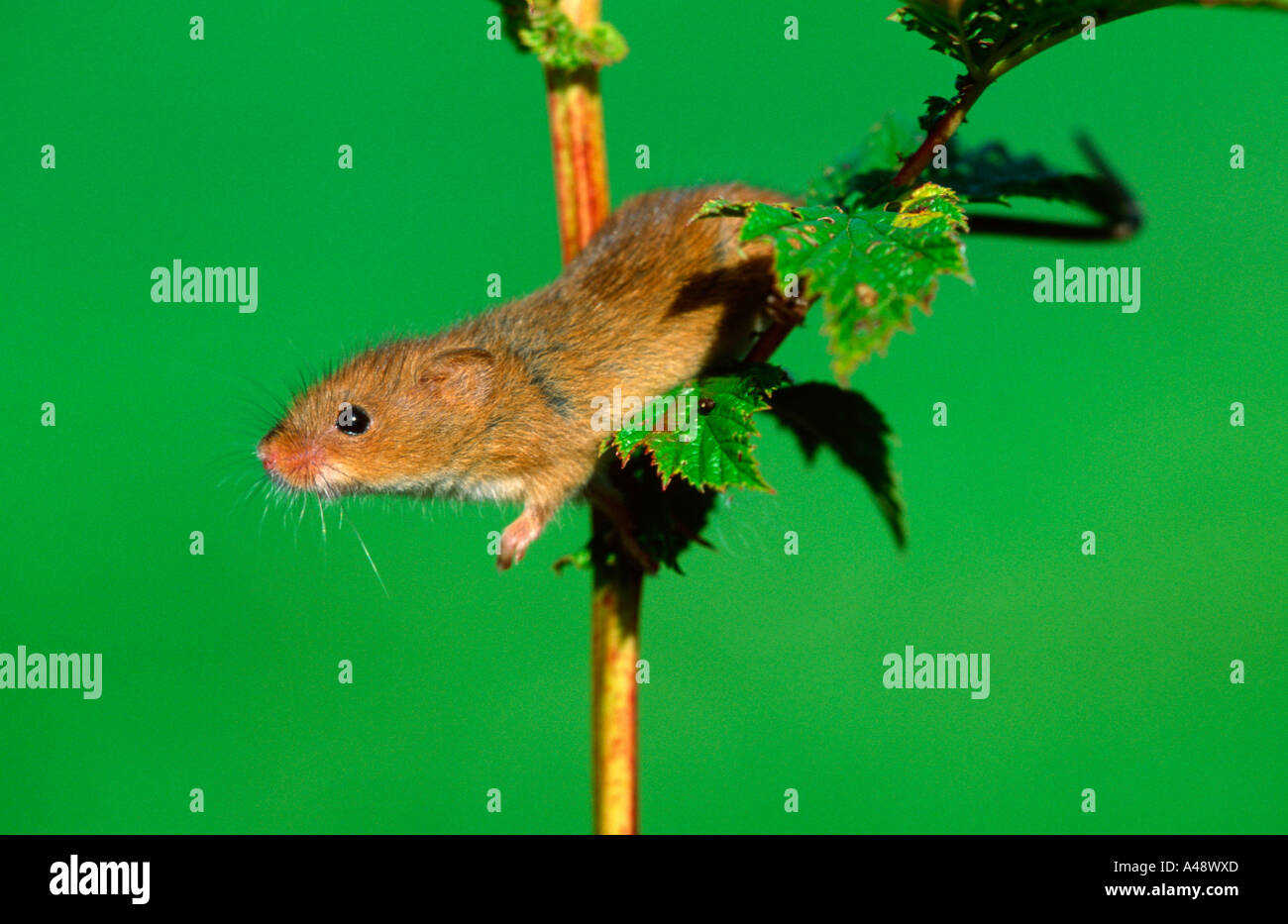 Old world harvest mouse hi-res stock photography and images - Alamy
