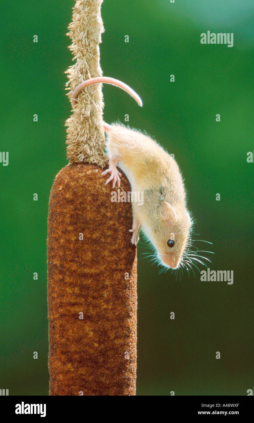 Old world harvest mouse hi-res stock photography and images - Alamy