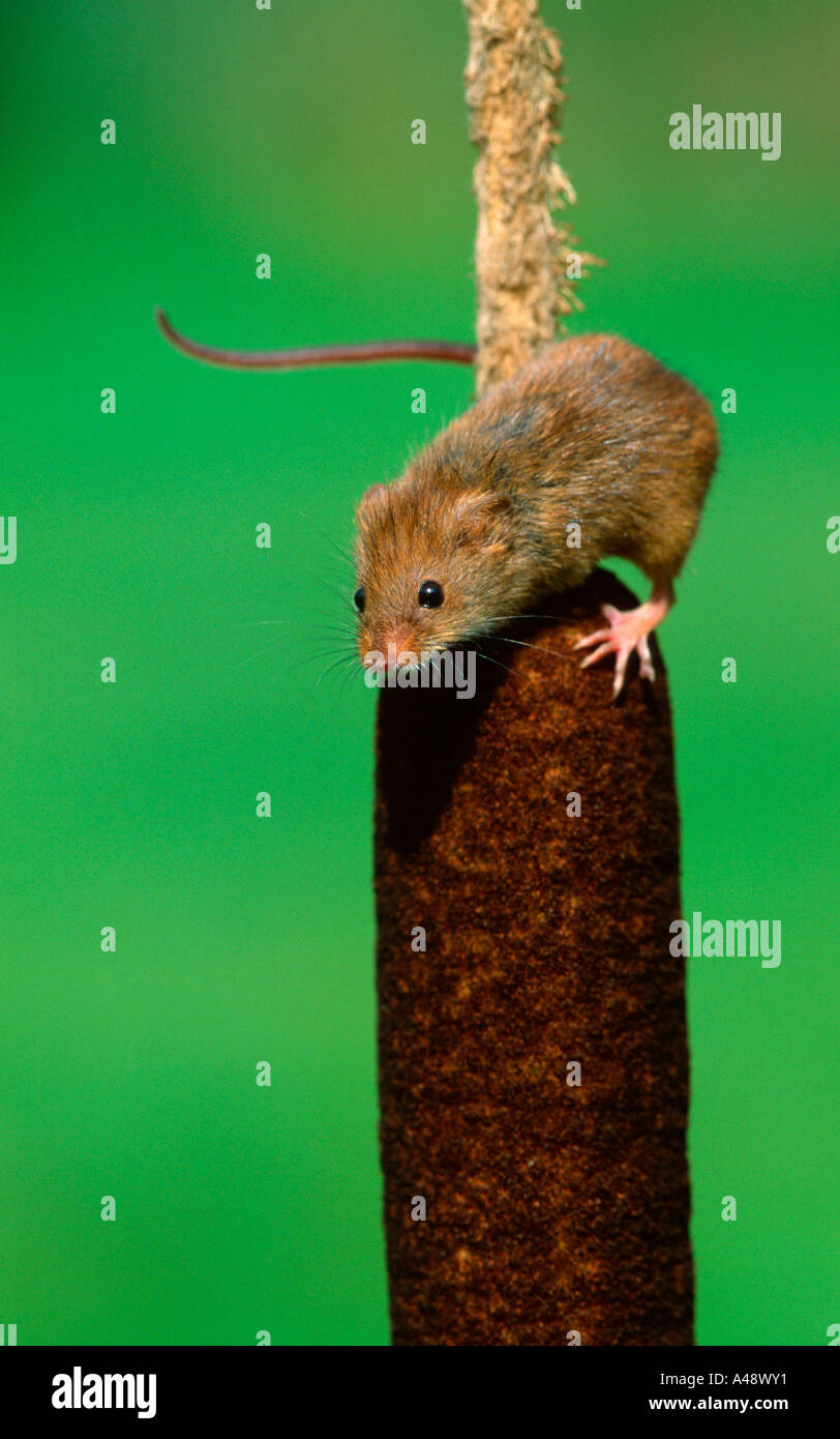 Old World Harvest Mouse Stock Photo - Alamy