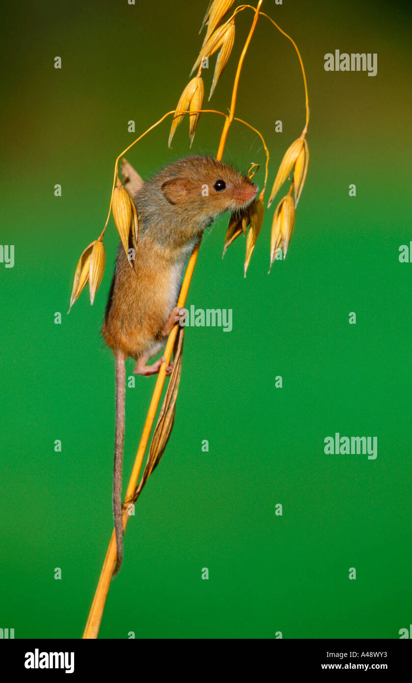 Old World Harvest Mouse Stock Photo - Alamy
