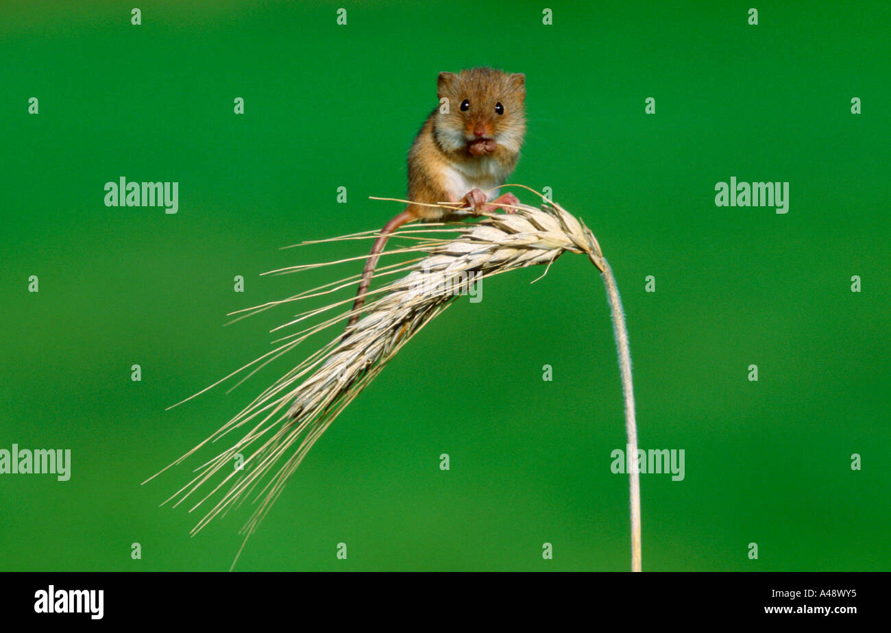 Old World Harvest Mouse Stock Photo - Alamy
