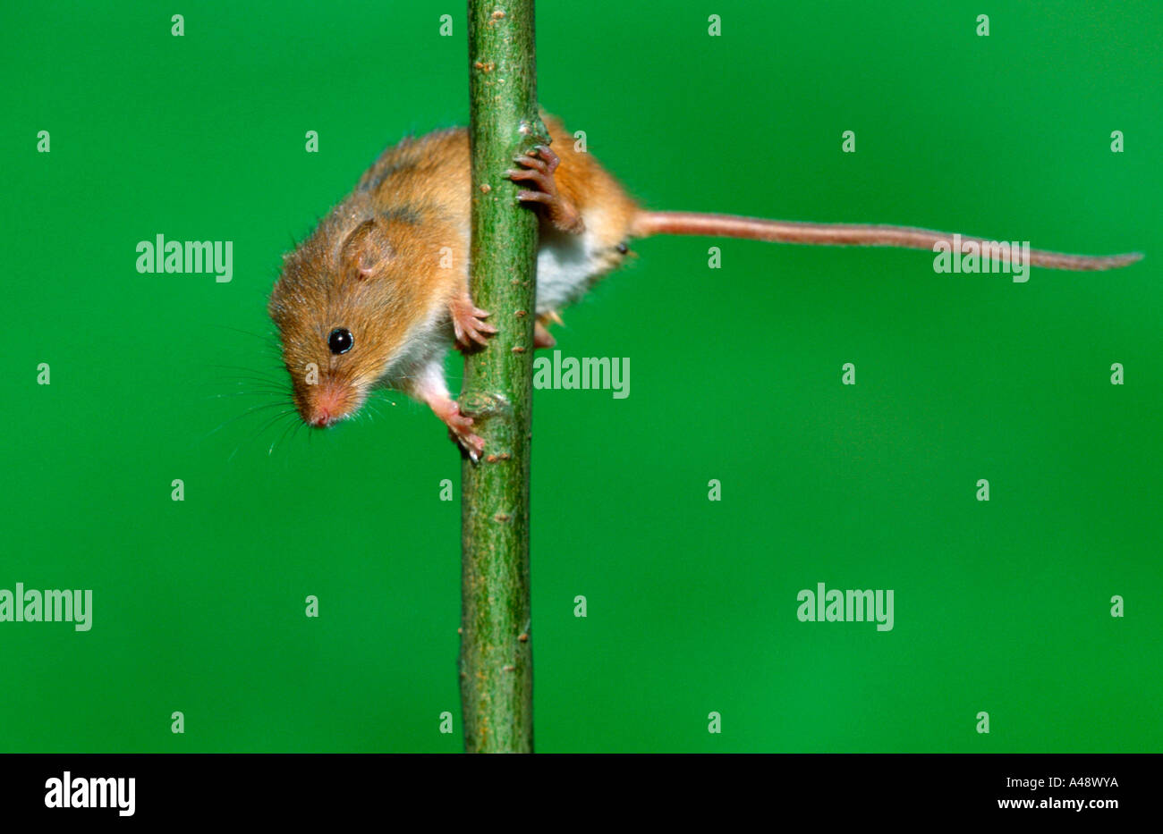 Old world harvest mouse hi-res stock photography and images - Alamy