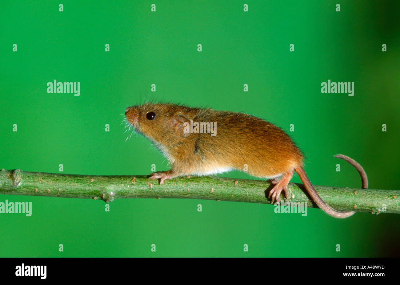 Old World Harvest Mouse Stock Photo - Alamy