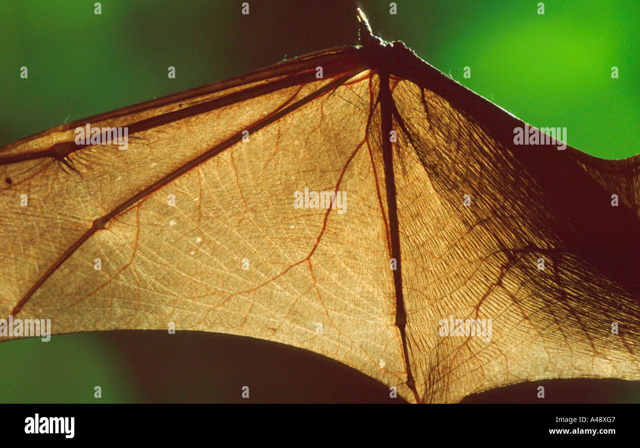 Noctule Bat Stock Photo - Alamy