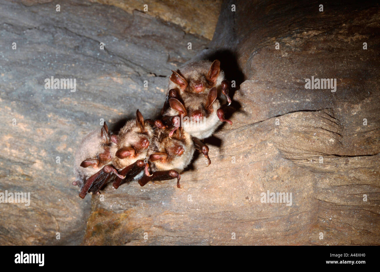 Greater Mouse-eared Bat Stock Photo - Alamy